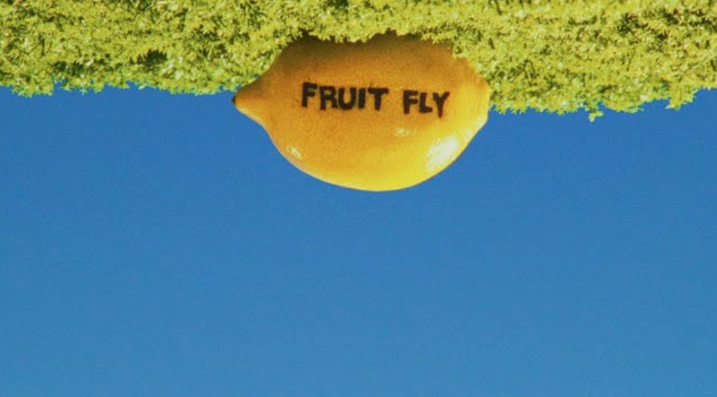 Fruit Fly – Slush Magazine